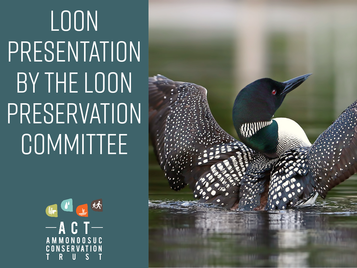 Life of Loons | The Landaff Ledger